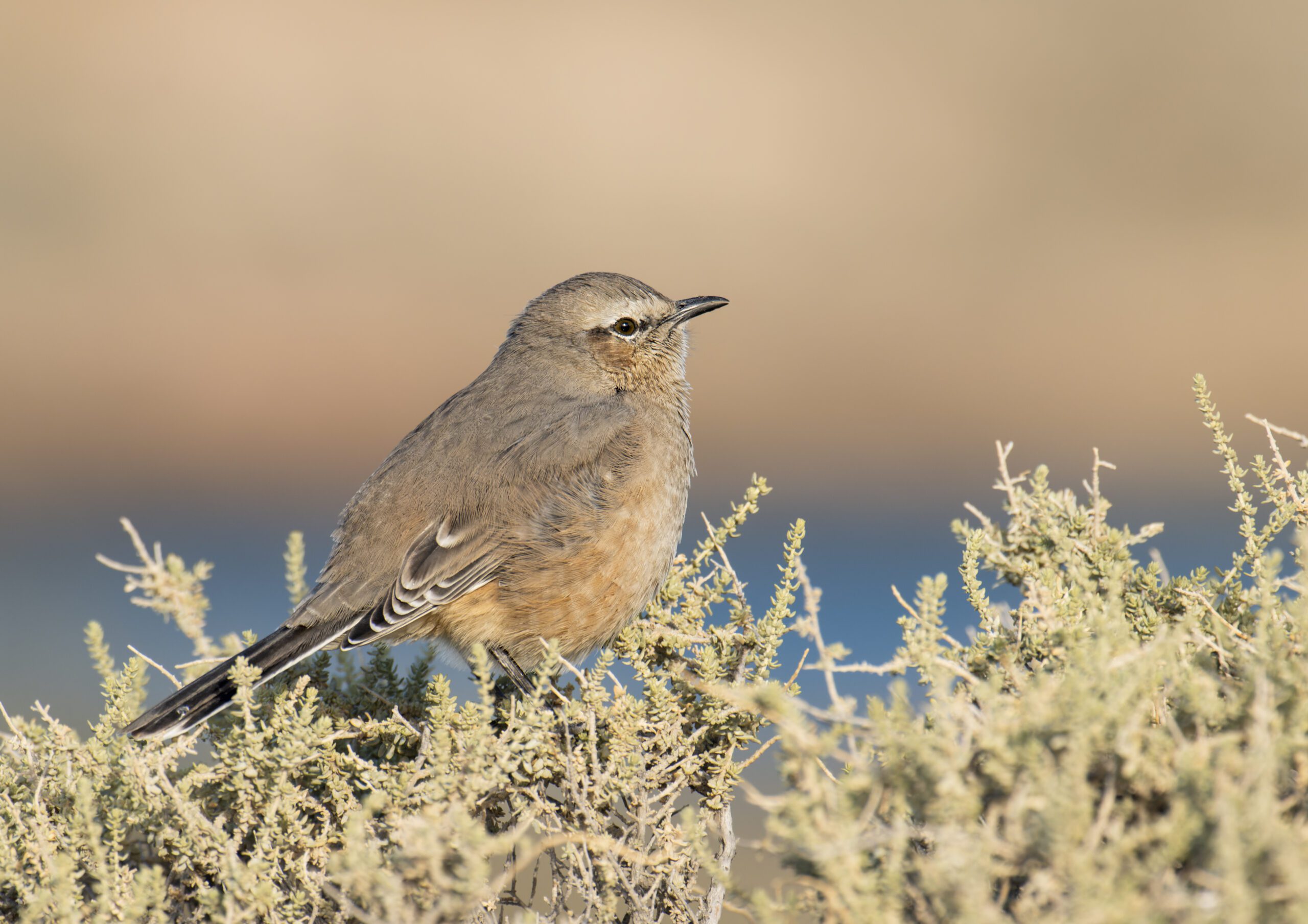 Northern Patagonia Birding Tour | Argentina & Chile