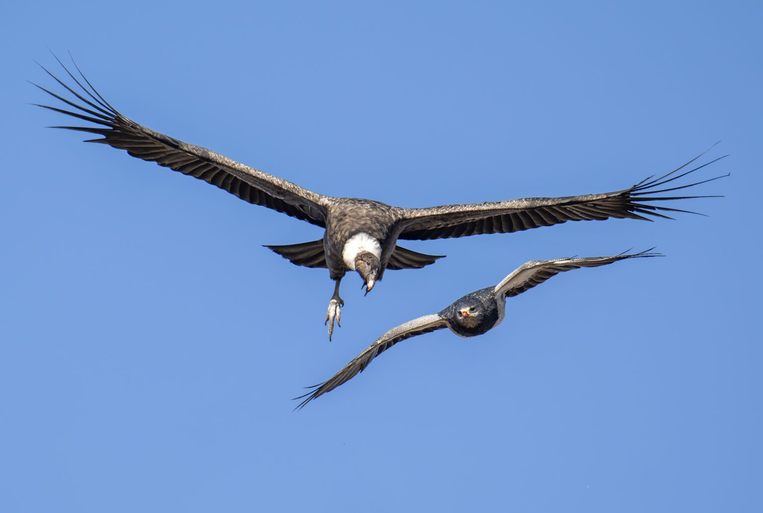 Blog about the Andean Condor | Andes